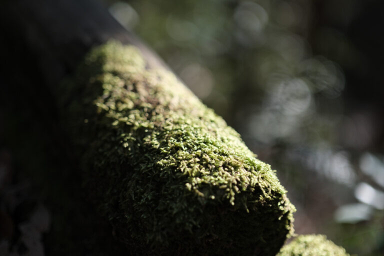 PRO Neg.Stdの色味の特徴を徹底解説【撮って出しの作例写真あり】 | 旅と暮らしのダイアログ
